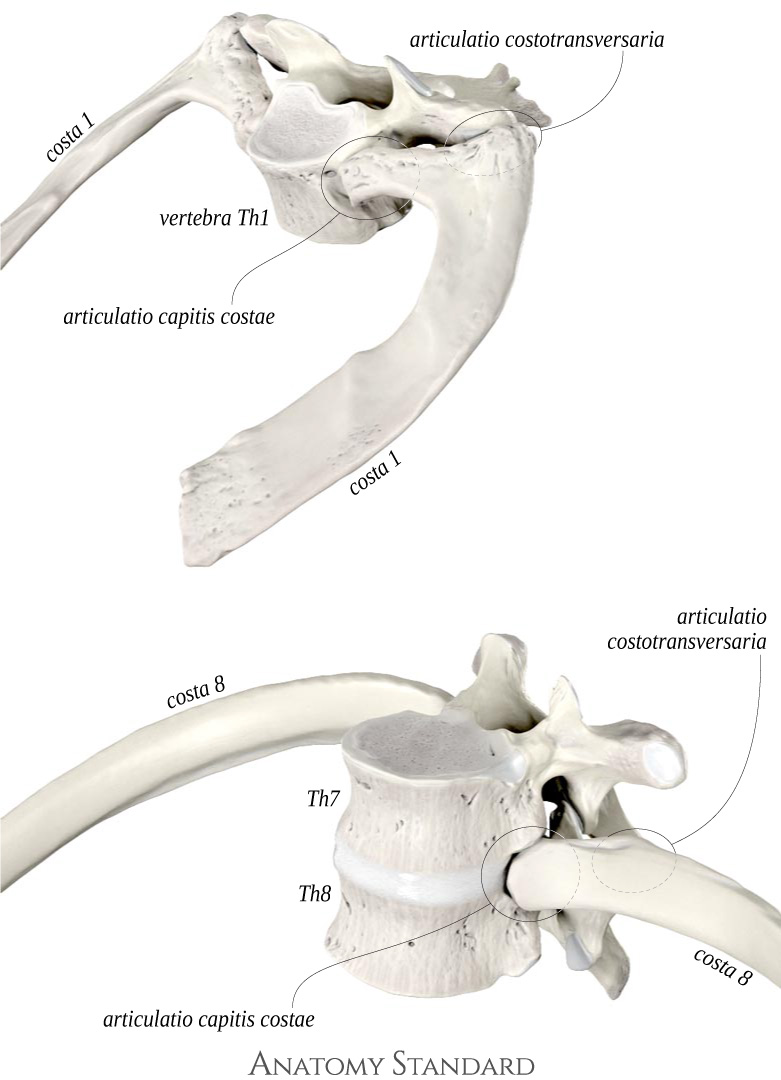Anatomy Standard - Drawing Costovertebral joints: first and eight rib ...
