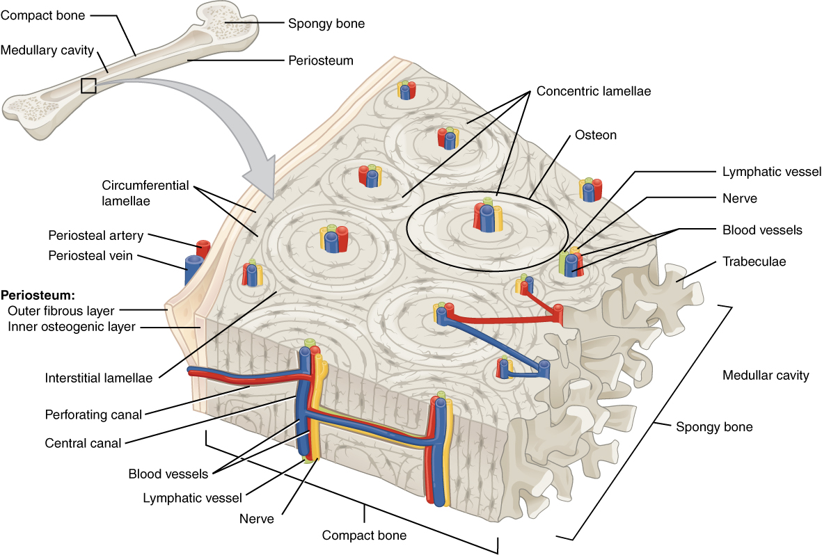 OpenStax AnatPhys Fig 6 12a Compact Bone English Labels AnatomyTOOL