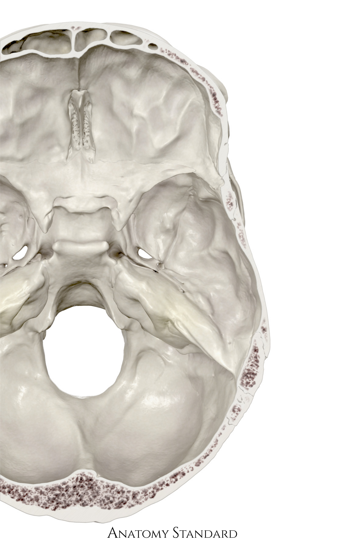 Anatomy Standard - Drawing Basis cranii interna: detail of foramina ...