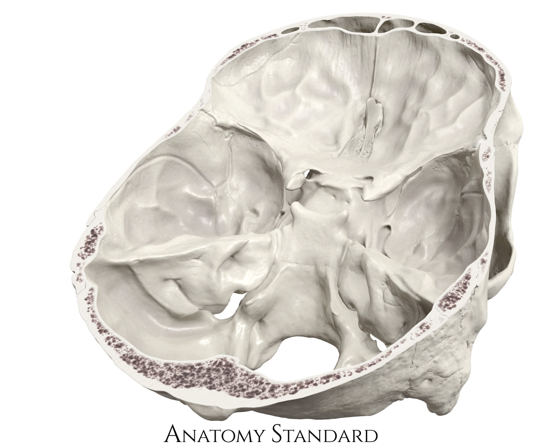 Anatomy Standard - Drawing Basis cranii interna: dorsolateral view - no ...