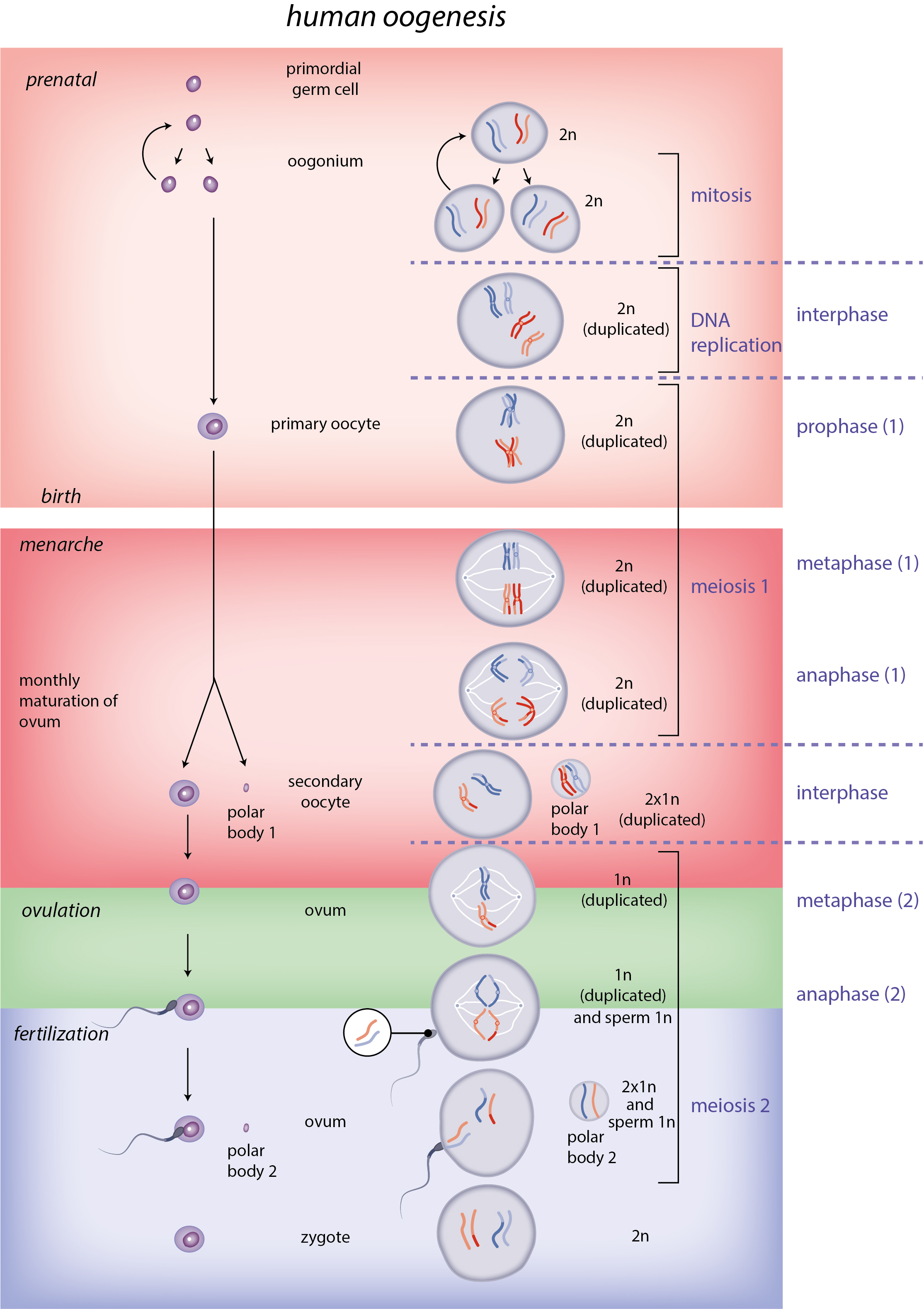 Slagter - Drawing Human oogenesis diagram - English labels | AnatomyTOOL