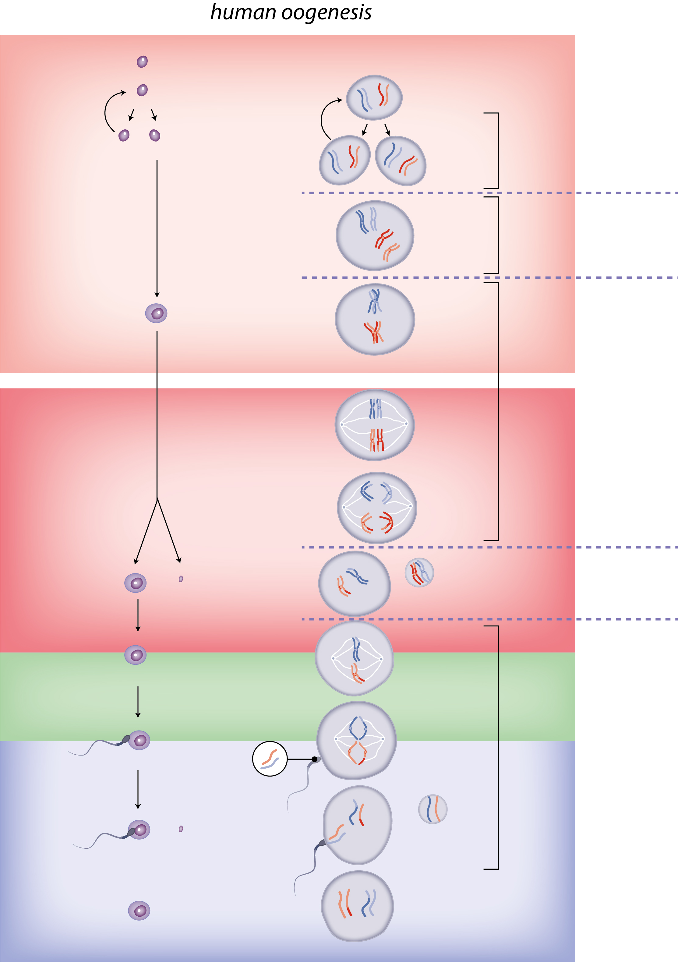 Slagter - Drawing Human oogenesis diagram - no labels | AnatomyTOOL