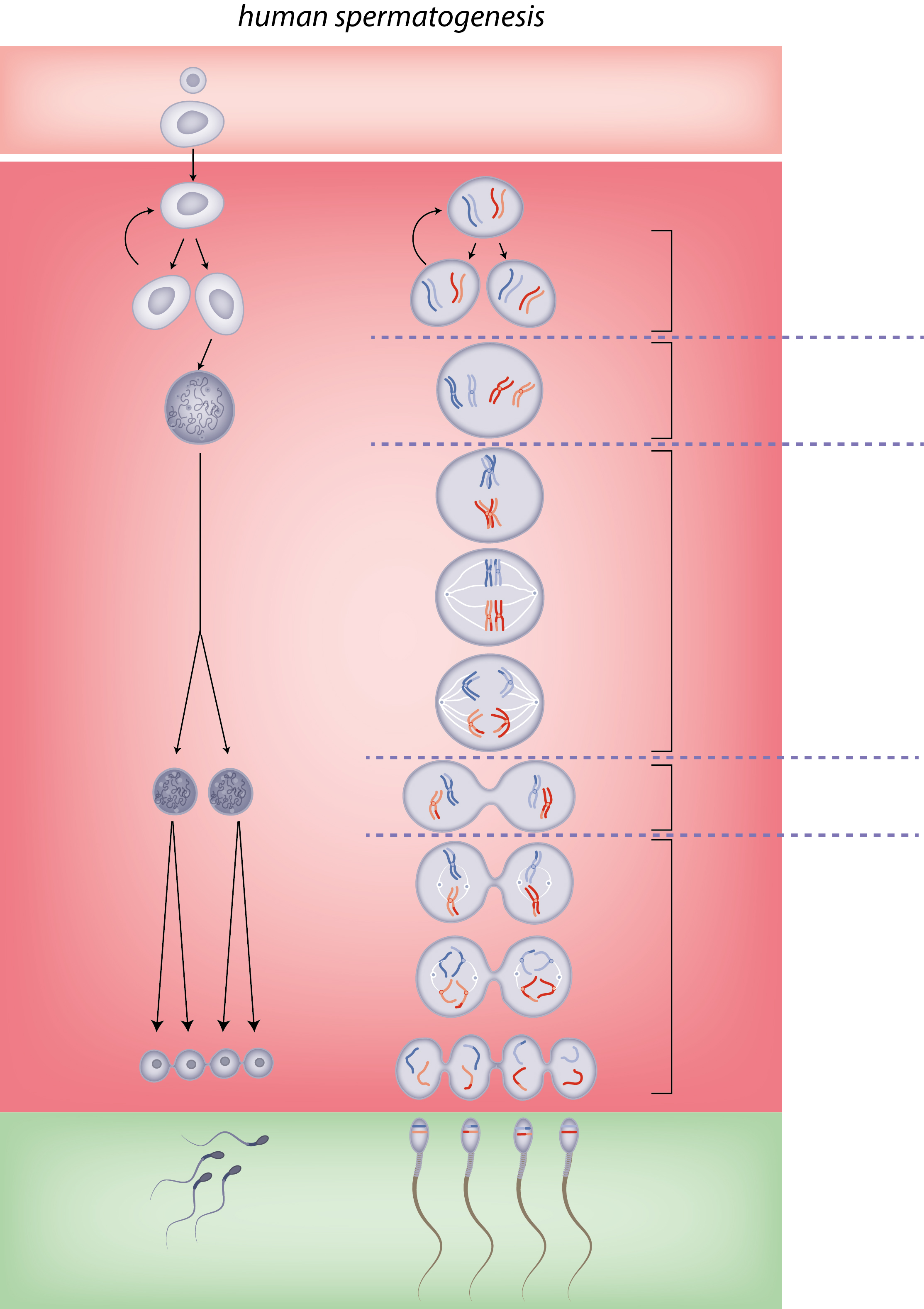 Slagter - Drawing Human spermatogenesis diagram - no labels | AnatomyTOOL