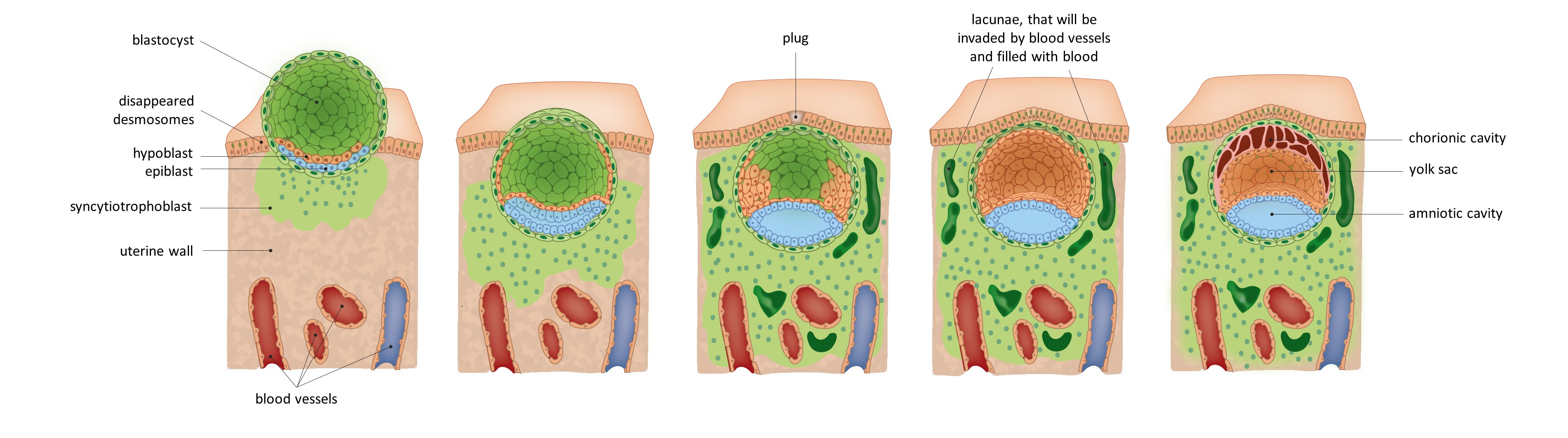 Slagter - Drawing Implantation of blastocyst and formation of embryonic ...