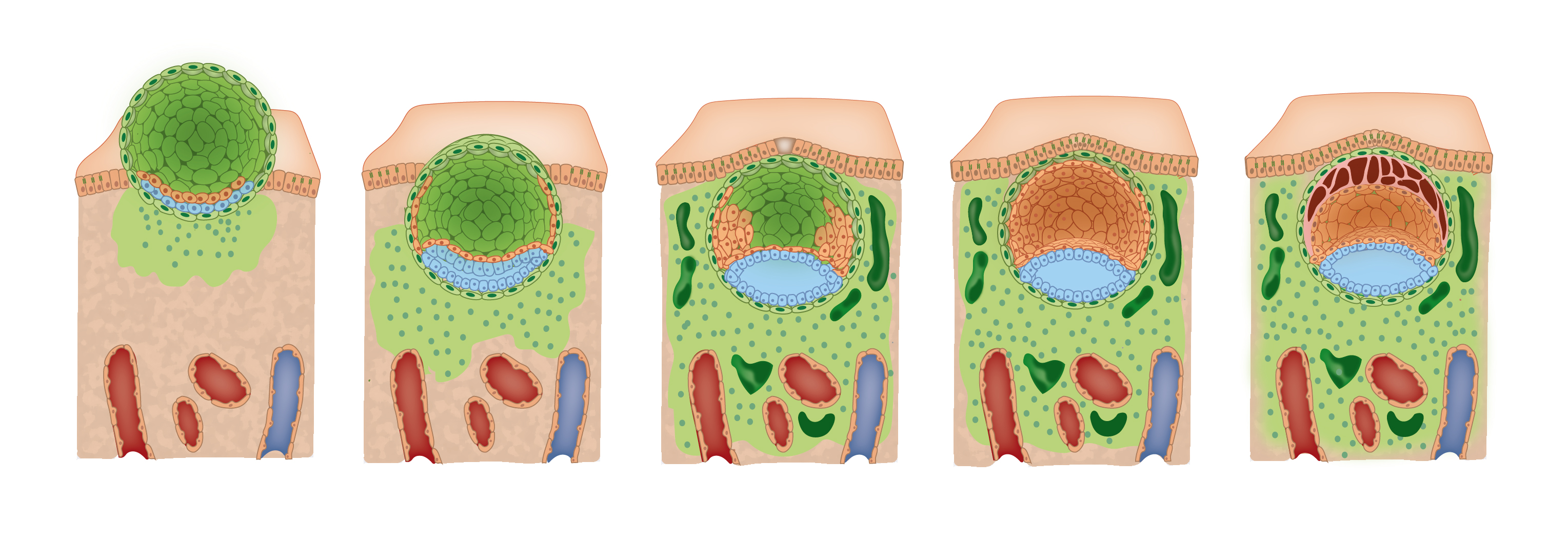 Embryonic Disc Formation
