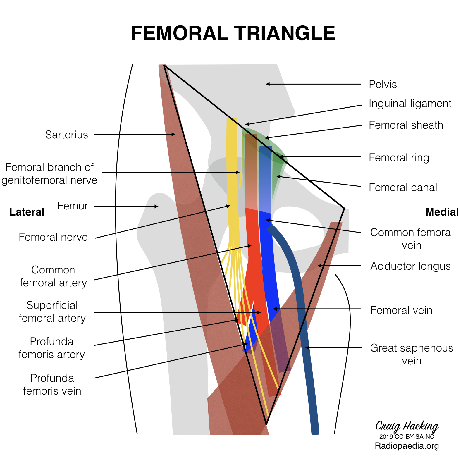 O Que é Comprimento Femoral - BRAINCP