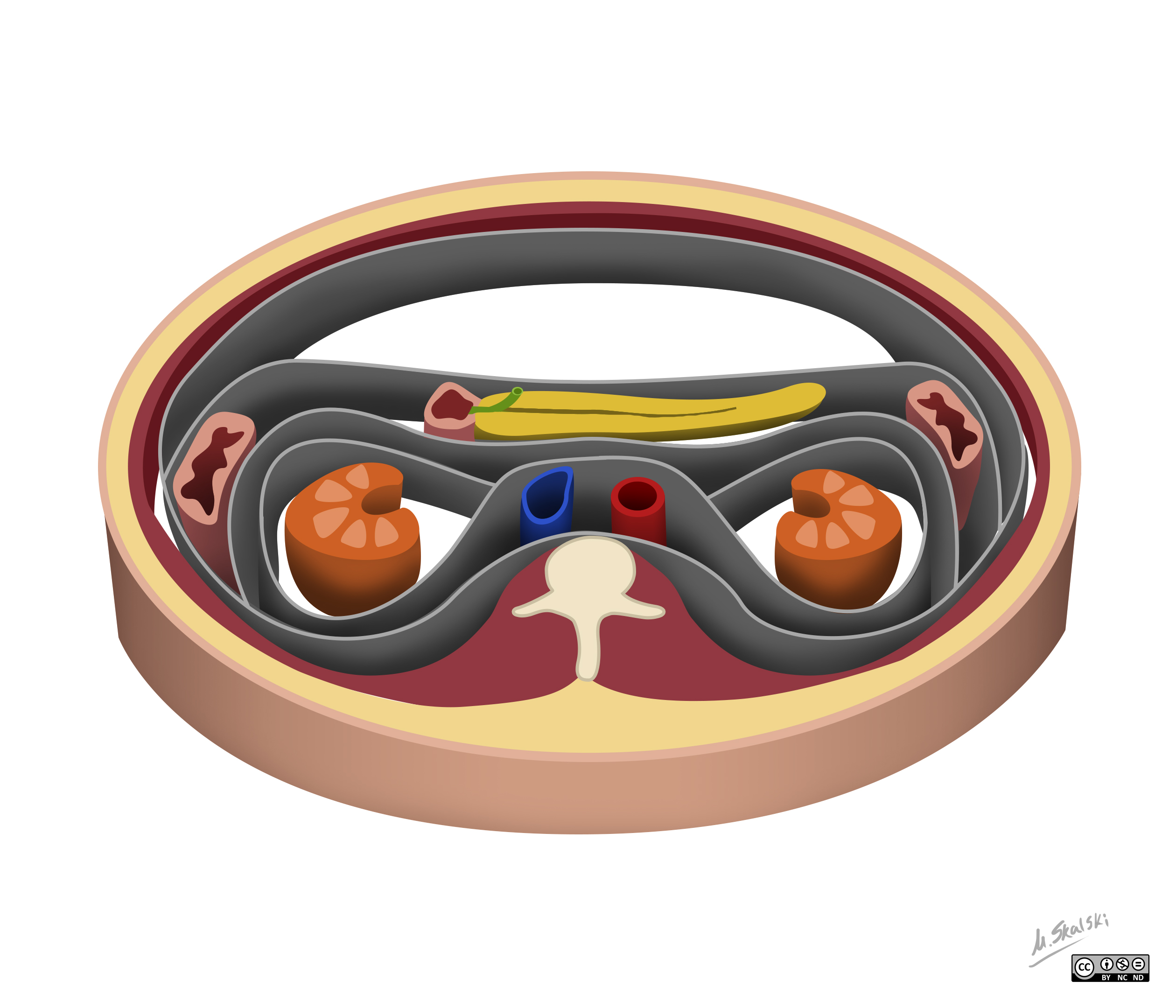 Radiopaedia - Drawing Retroperitoneal spaces - no labels | AnatomyTOOL