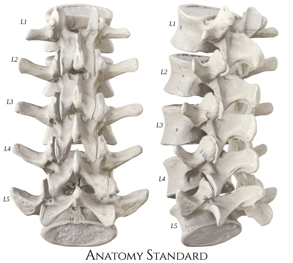 Anatomy Standard - Drawing Lumbar vertebrae (L1-L5): posterior and ...