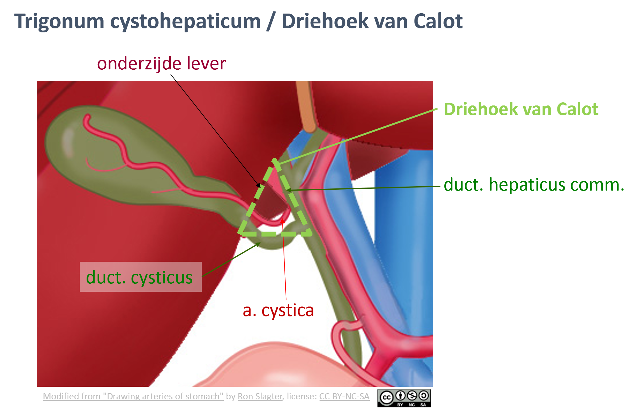 Visual Anatomy 視覚解剖学