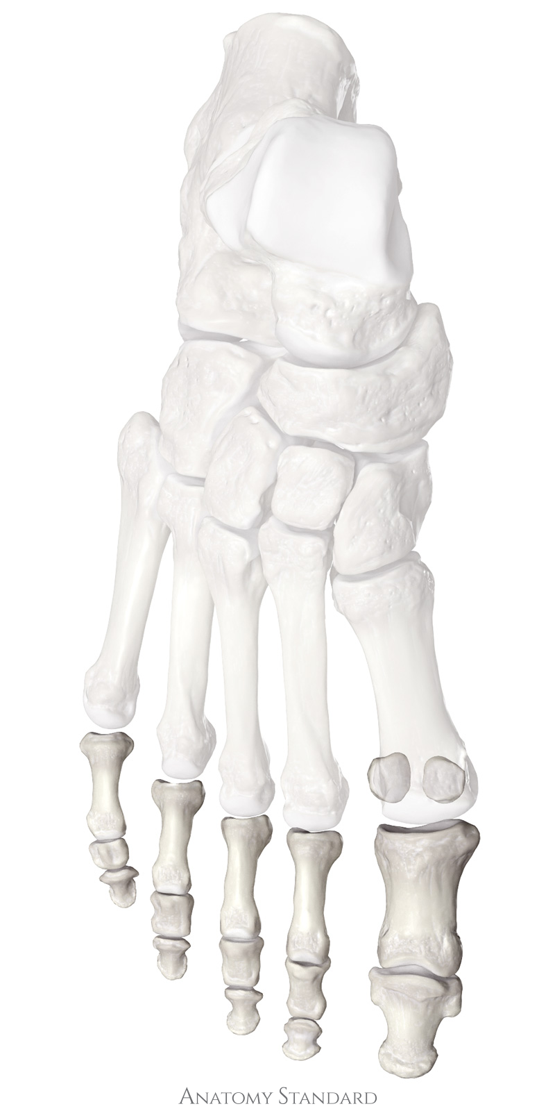 Anatomy Standard - Drawing Ossa digitorum pedis: dorsal view - no ...