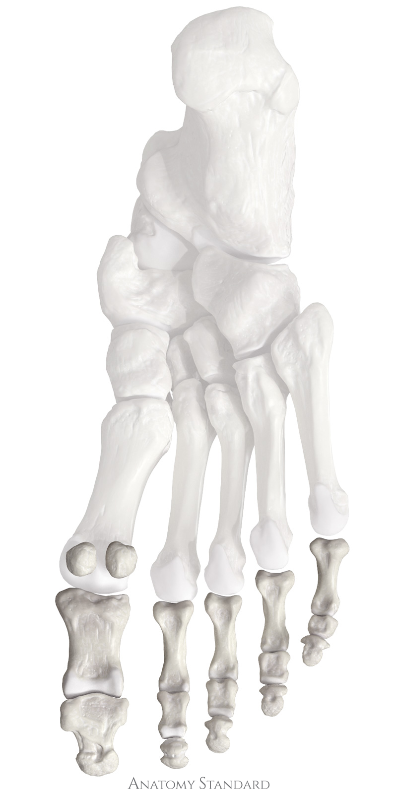 Anatomy Standard - Drawing Ossa digitorum pedis: plantar view - no ...