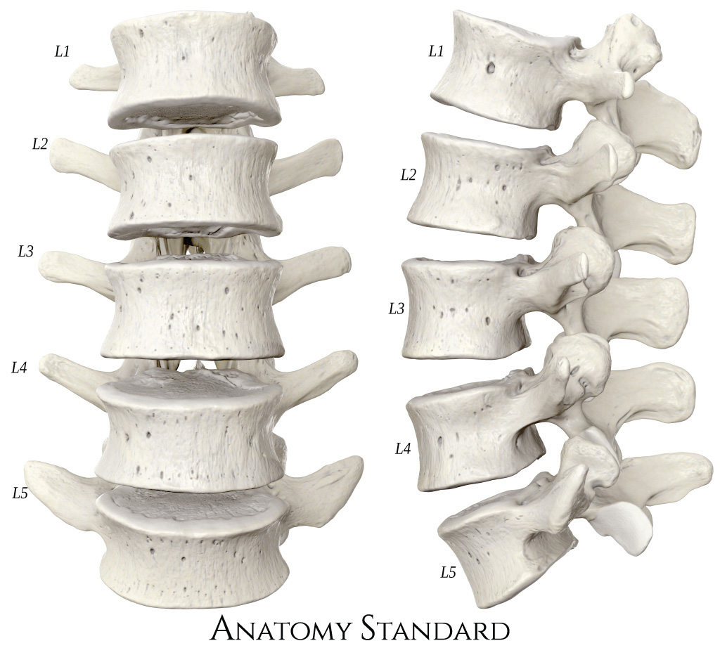 Anatomy Standard - Drawing Lumbar vertebrae (L1-L5): anterior and ...