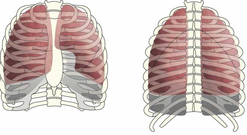 RCSI - Drawing Lungs: anterior and posterior view - no labels | AnatomyTOOL