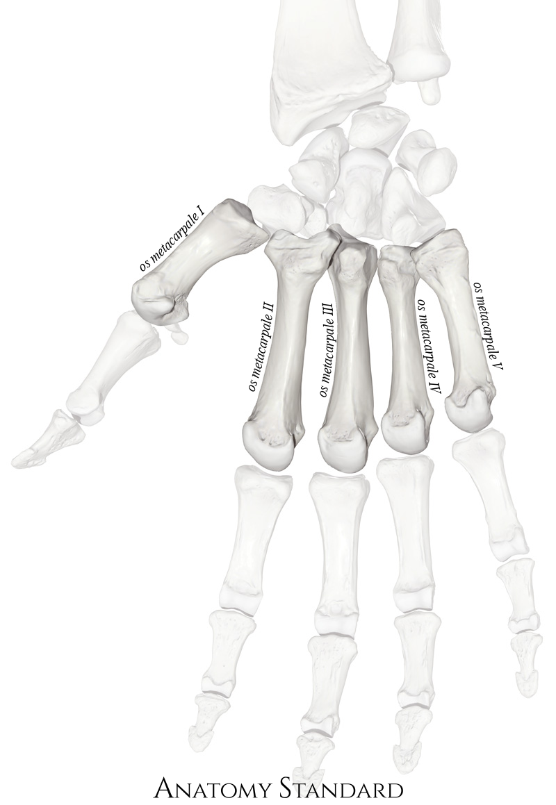 Anatomy Standard - Drawing Metacarpal bones in situ: palmar view ...