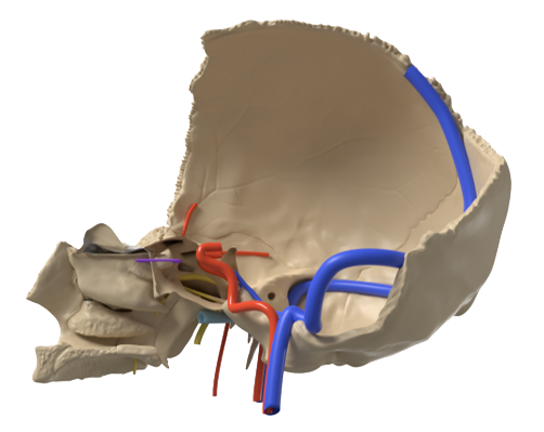 Open 3D Model | AnatomyTOOL