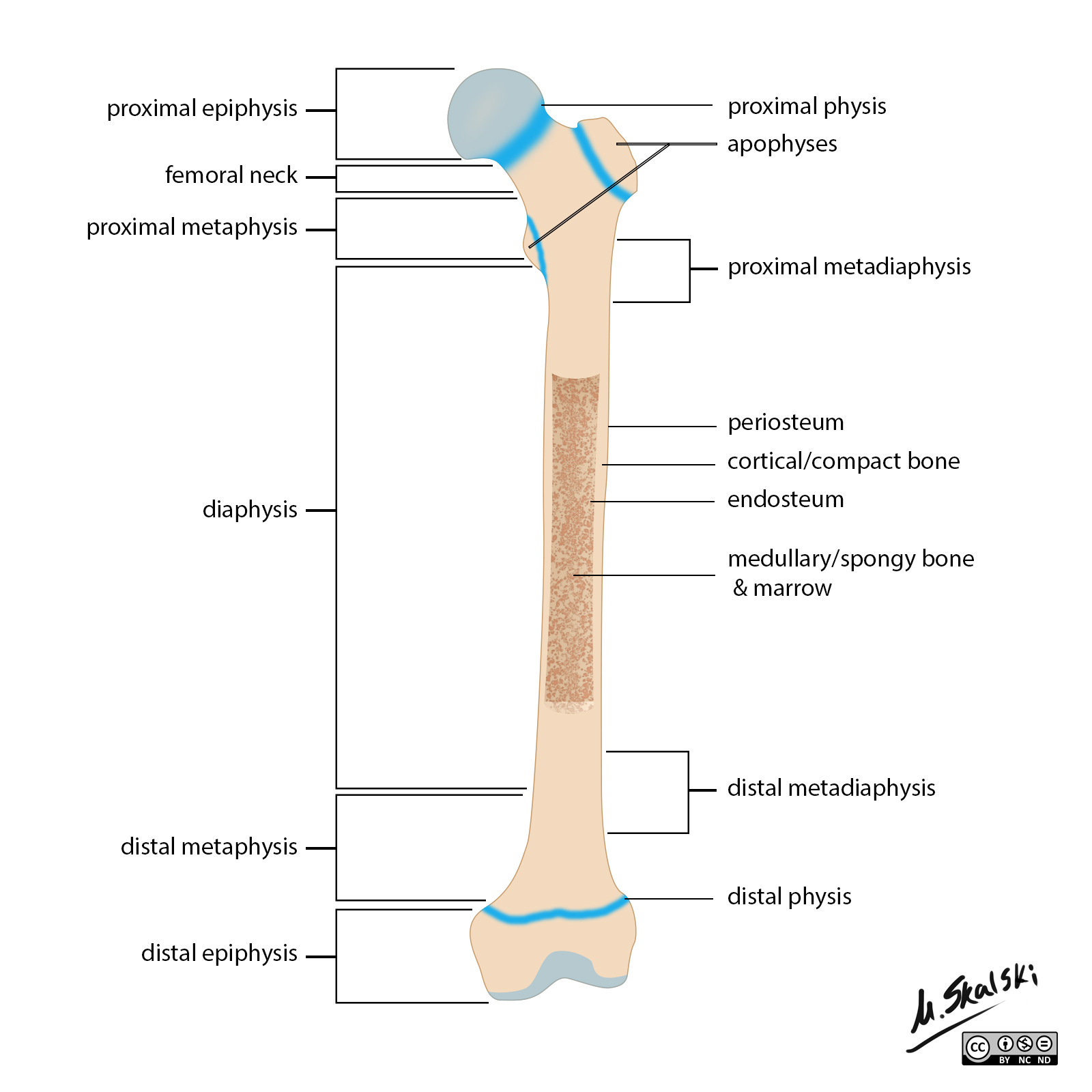 Radiopaedia Drawing Anatomy Of Long Bones femur English Labels
