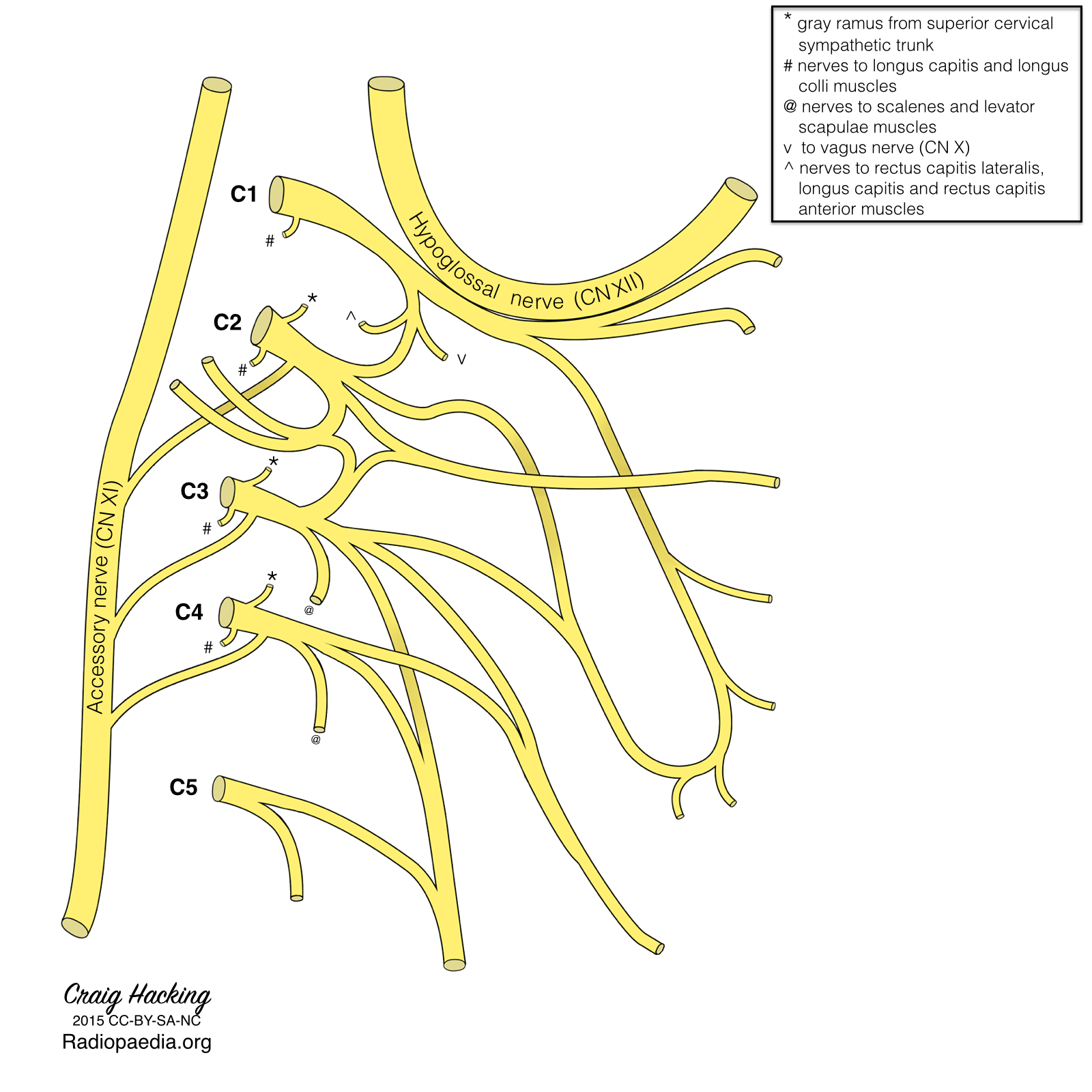 Radiopaedia - Drawing Cervical plexus - labels | AnatomyTOOL