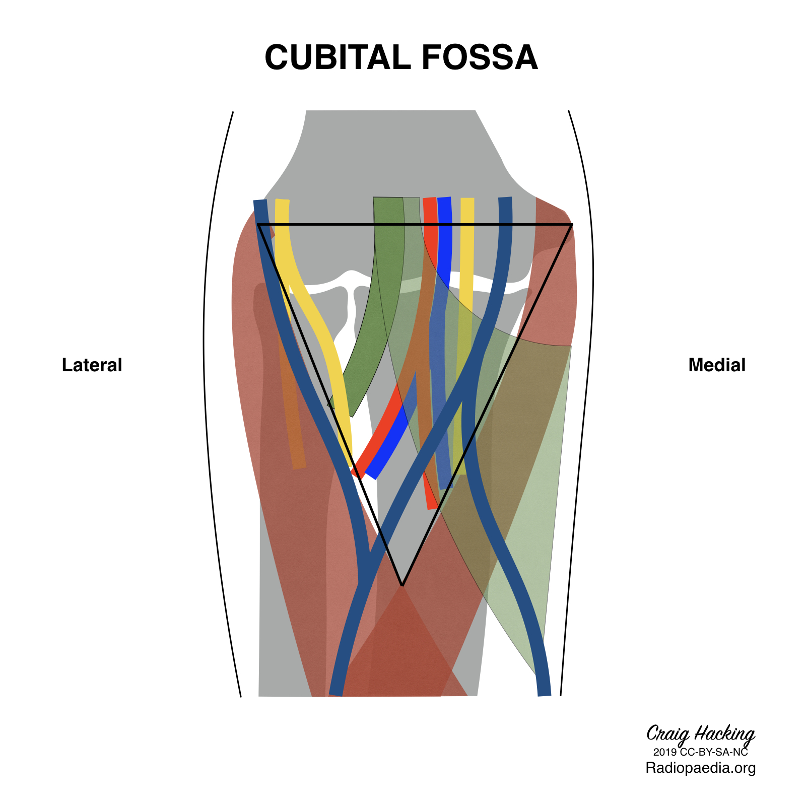 Radiopaedia - Drawing Contents of superficial cubital fossa - no labels ...