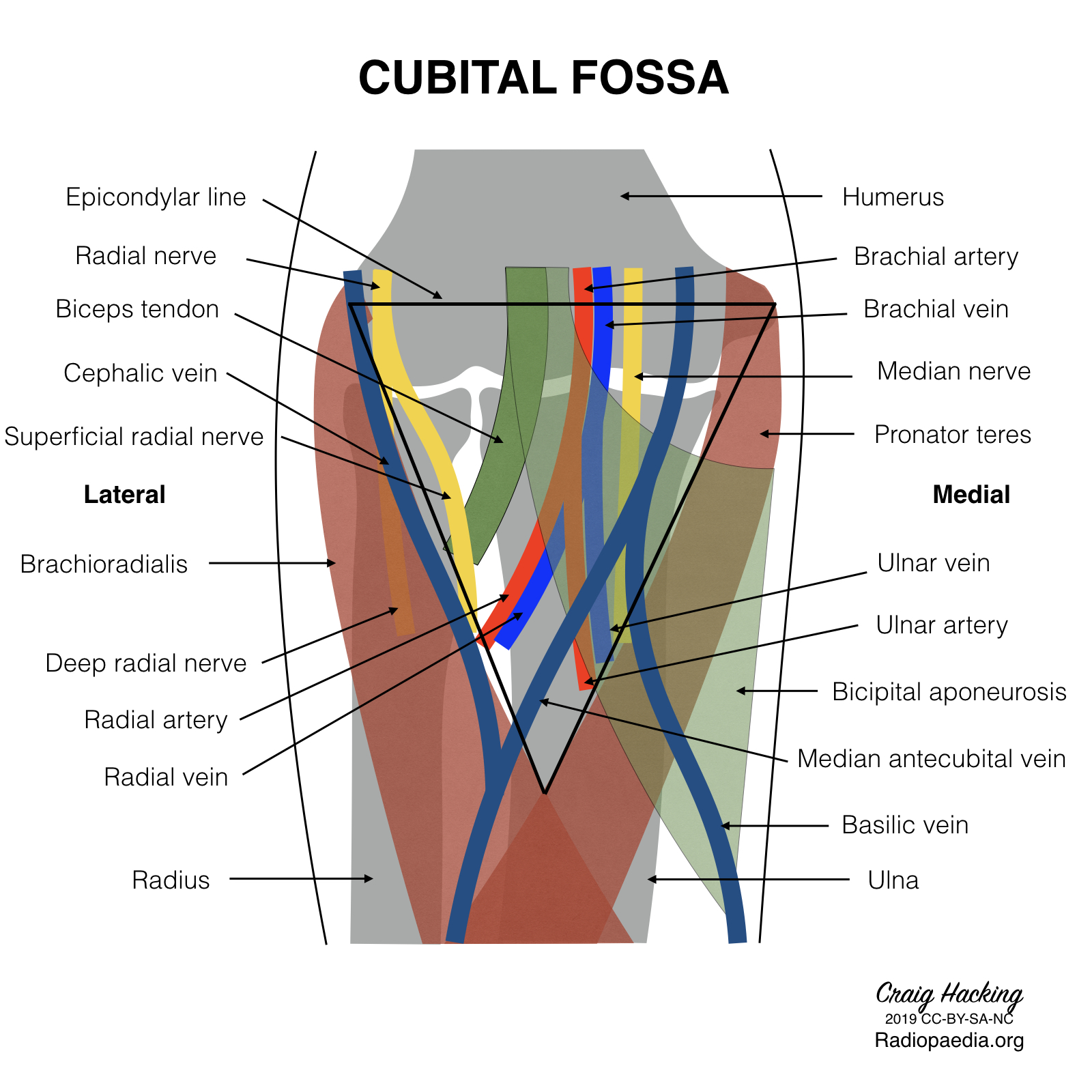 Radiopaedia - Drawing Contents of superficial cubital fossa - English ...