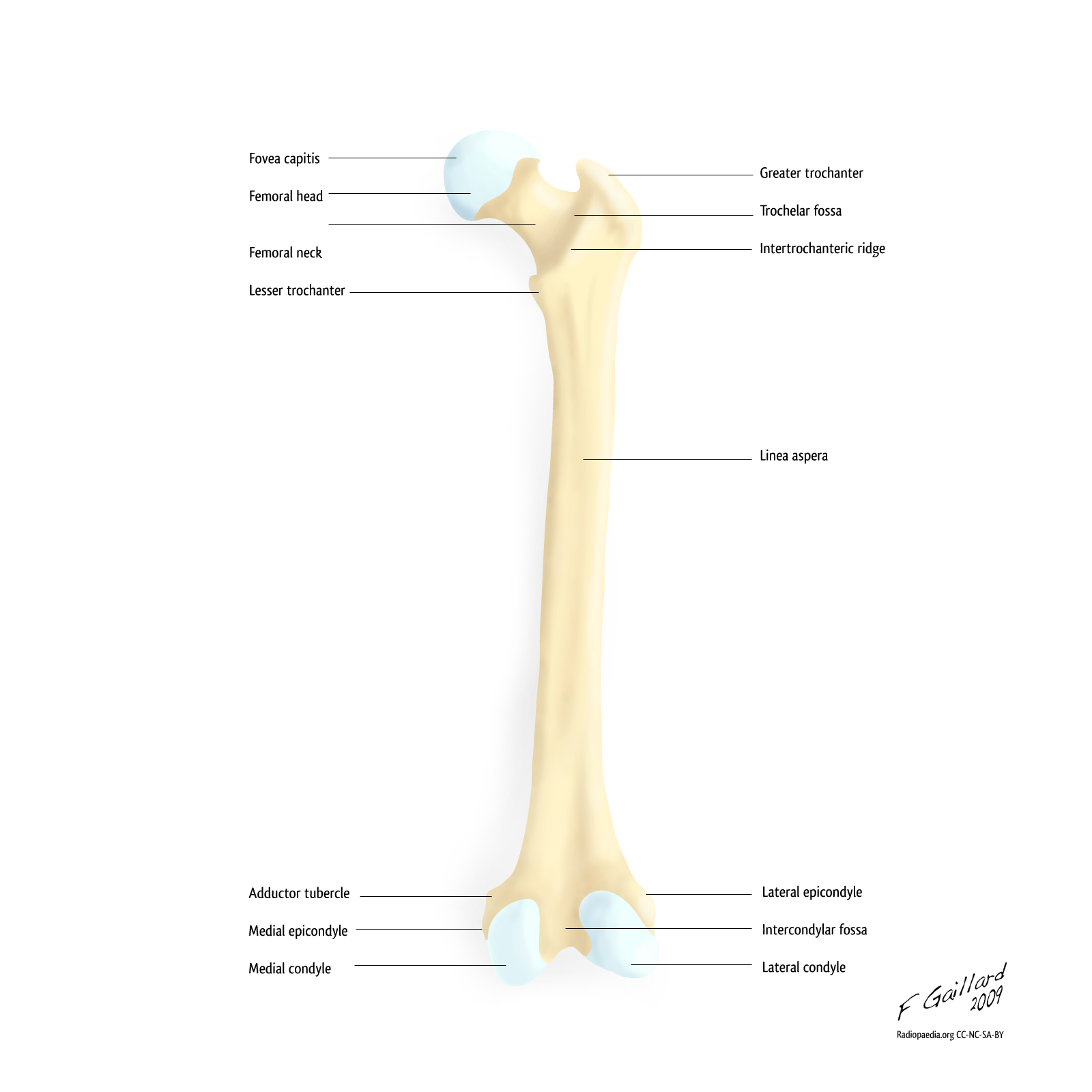 Radiopaedia - Drawing Femur posterior view - English labels | AnatomyTOOL