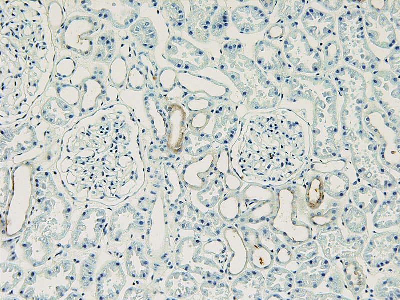 CASK microscopy kidney | AnatomyTOOL