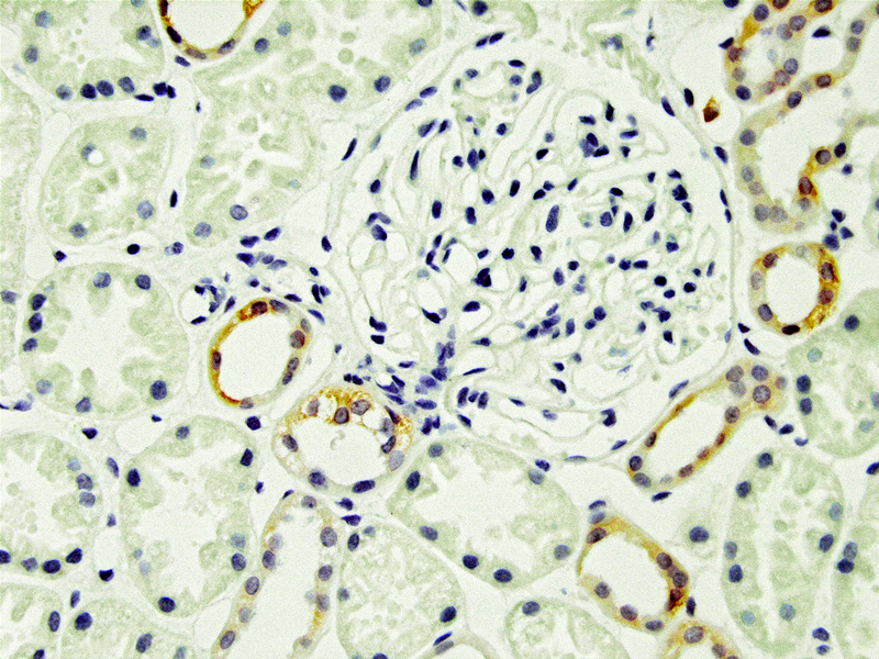 Quiz 'Kidney microscopy' | AnatomyTOOL