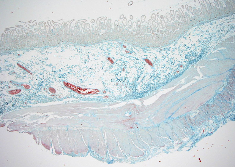 CASK microscopy MDL | AnatomyTOOL