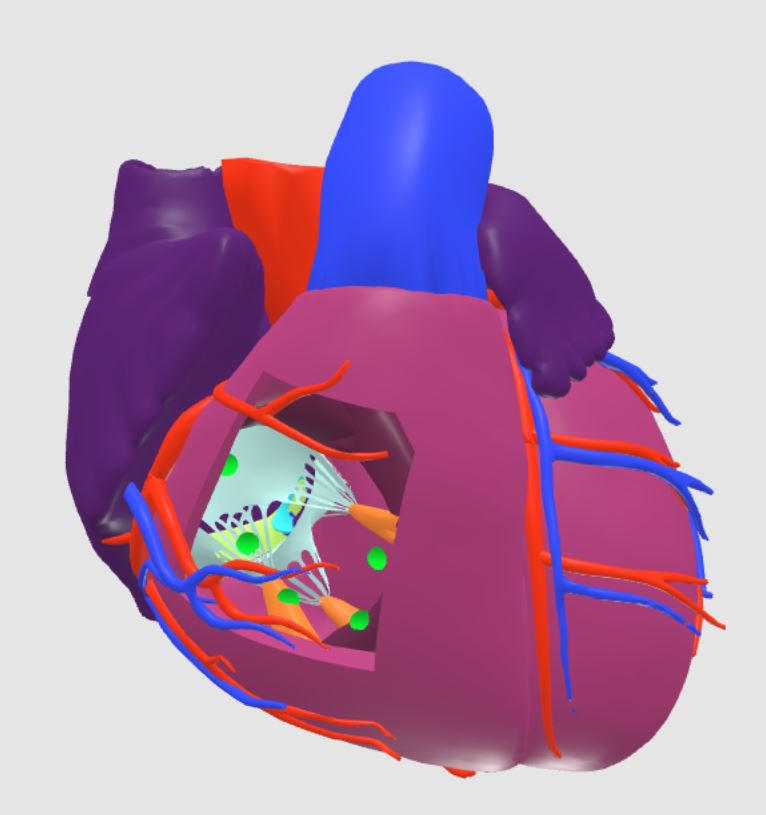 Hart interne onderdelen in 3D model | AnatomyTOOL