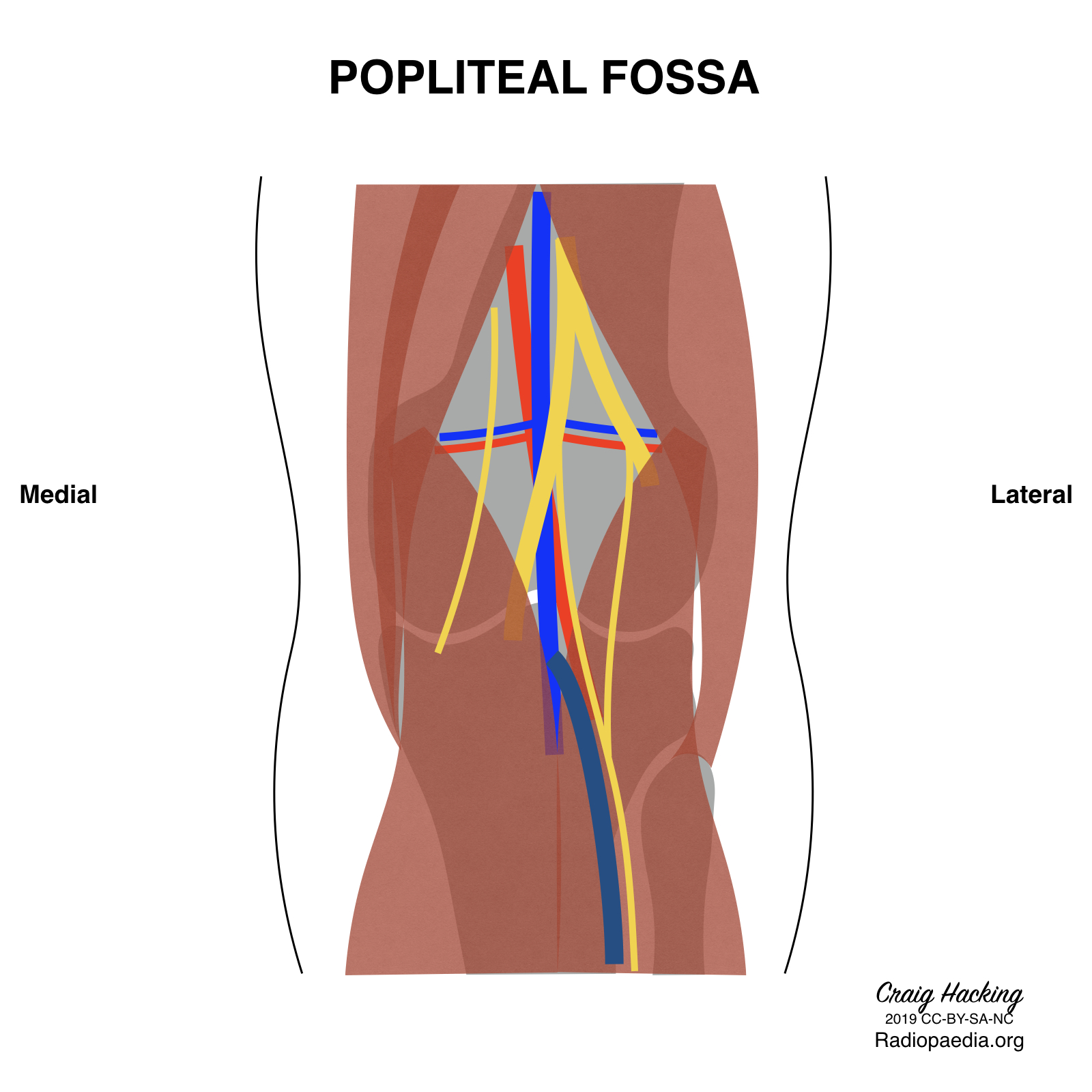 Diagrama De Fossa Poplitea Popliteal Artery Anatomy And